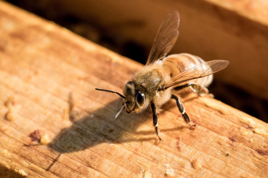 Bee at home on campus | Place & Space | Sheridan College